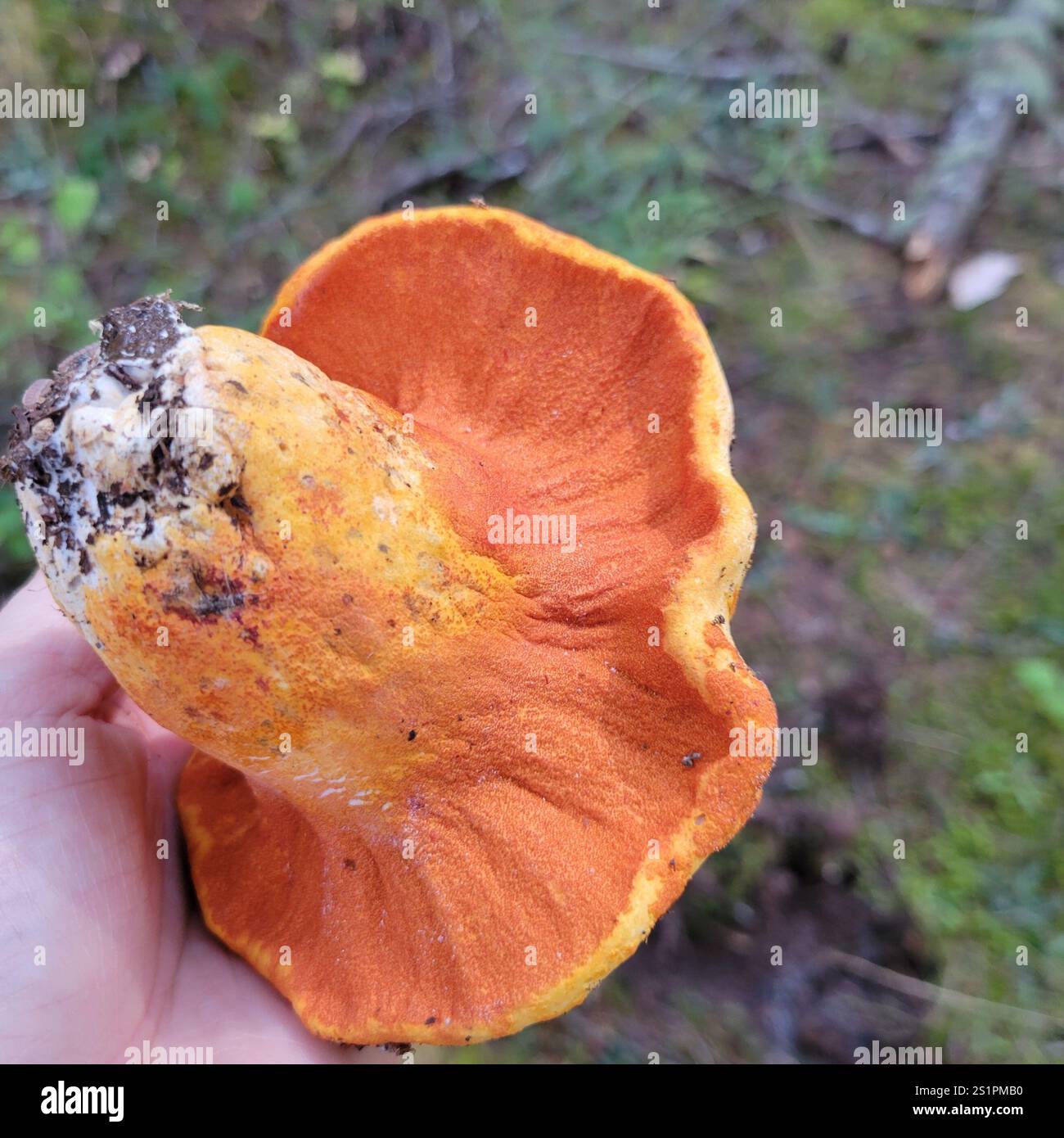 lobster mushroom (Hypomyces lactifluorum Stock Photo - Alamy