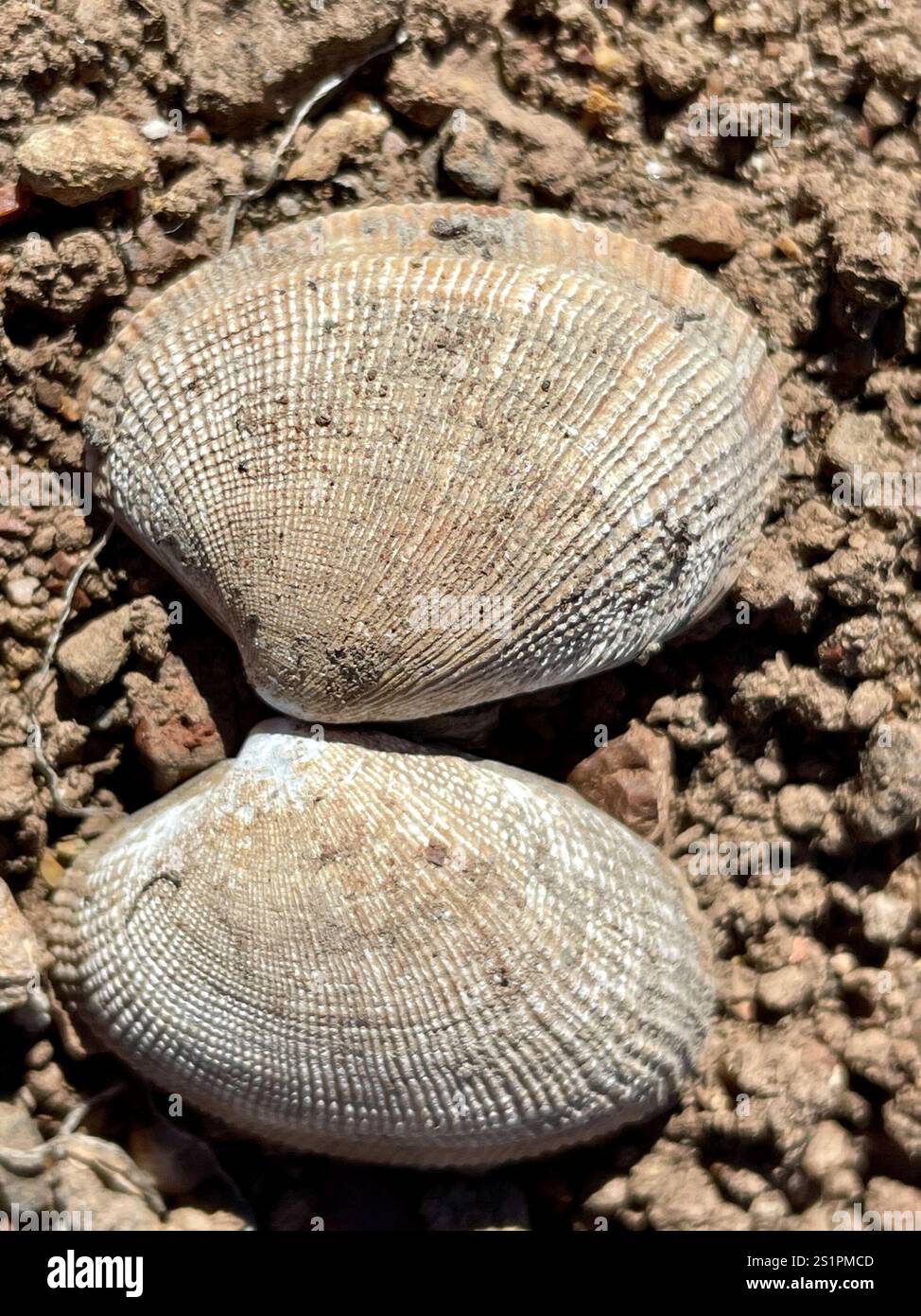 Japanese Littleneck (Ruditapes philippinarum Stock Photo - Alamy
