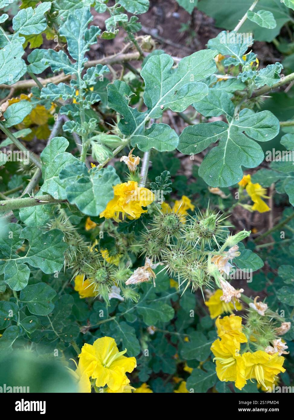 buffalo-bur (Solanum rostratum Stock Photo - Alamy