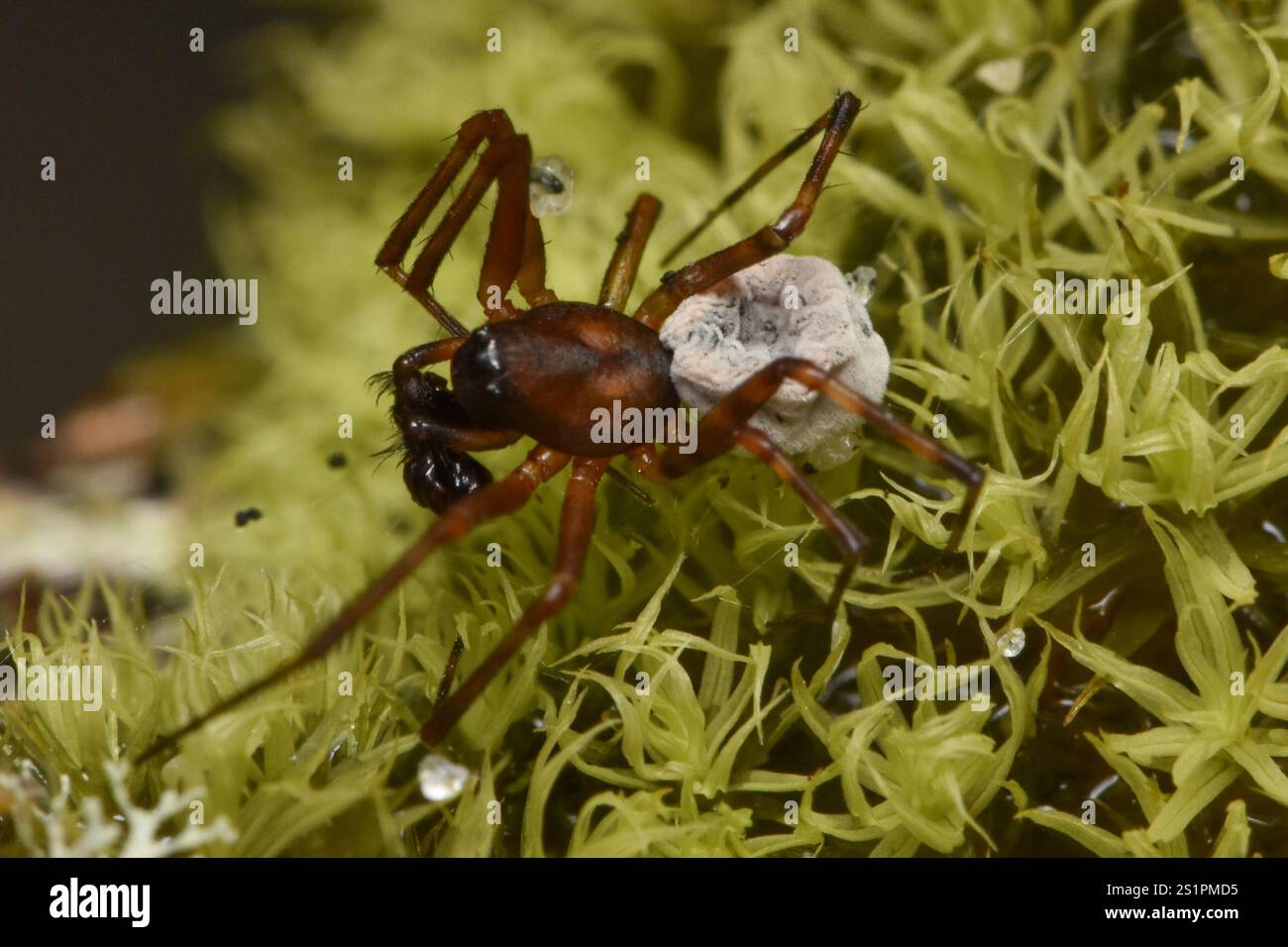Sheetweb and Dwarf Weavers (Linyphiidae Stock Photo - Alamy