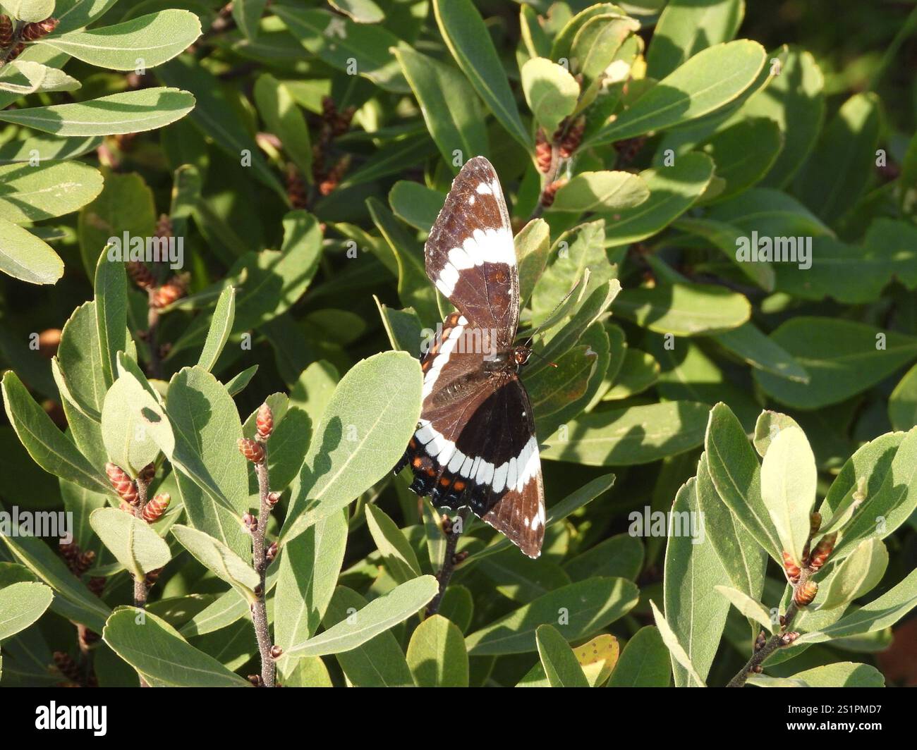 American White Admiral (Limenitis arthemis arthemis Stock Photo - Alamy