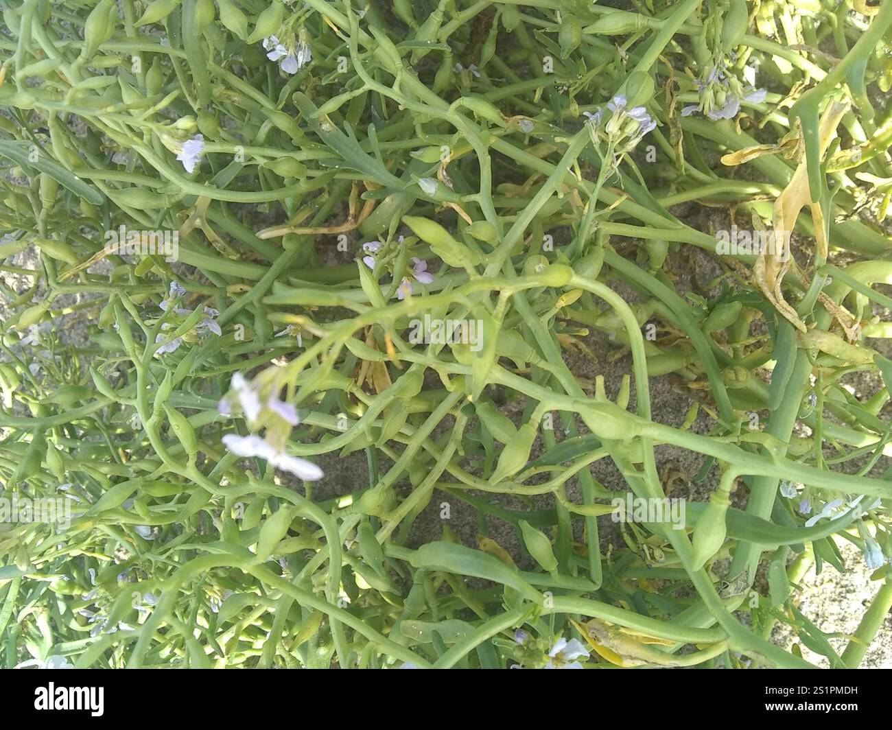 European Searocket (Cakile maritima Stock Photo - Alamy