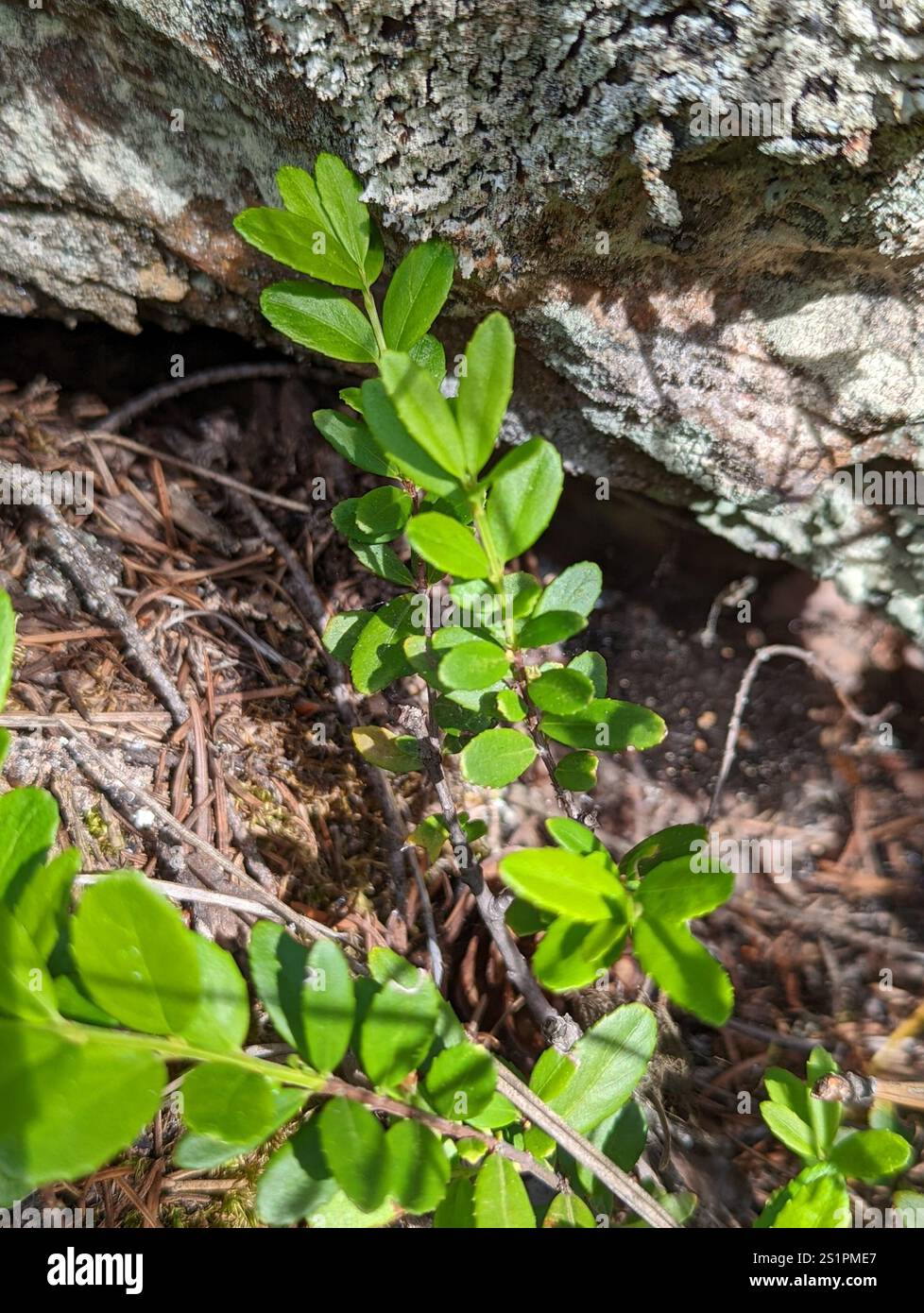 Oregon Boxwood (Paxistima myrsinites Stock Photo - Alamy