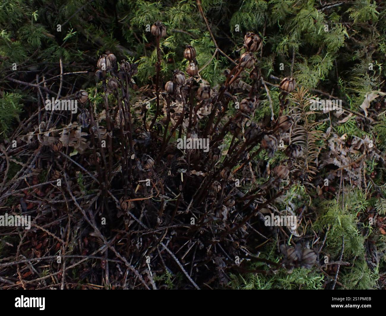 Ghost Pipe (Monotropa uniflora Stock Photo - Alamy