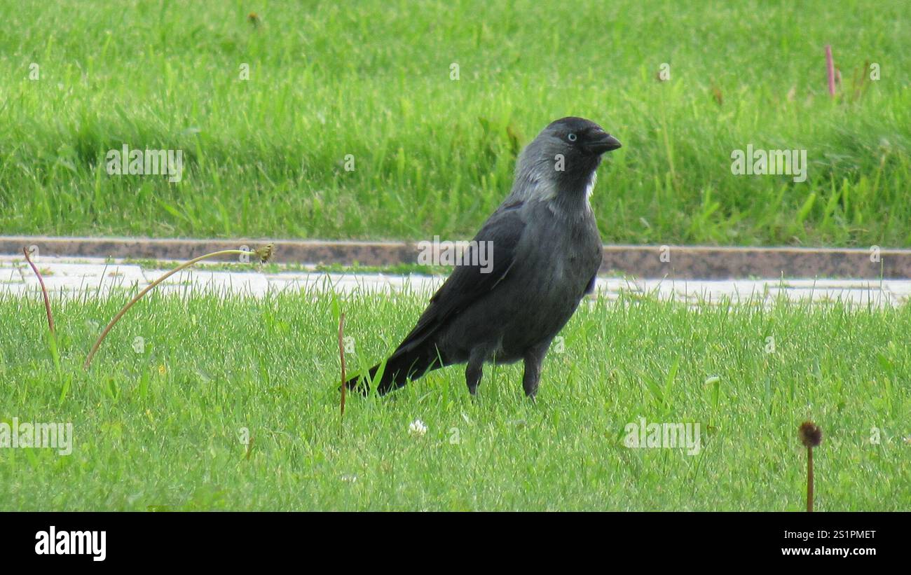 Eurasian Jackdaw (Coloeus monedula Stock Photo - Alamy