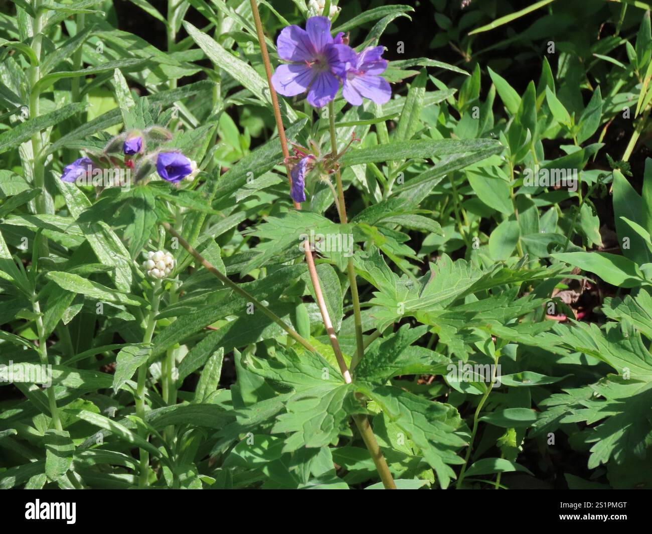 woolly cranesbill (Geranium erianthum Stock Photo - Alamy