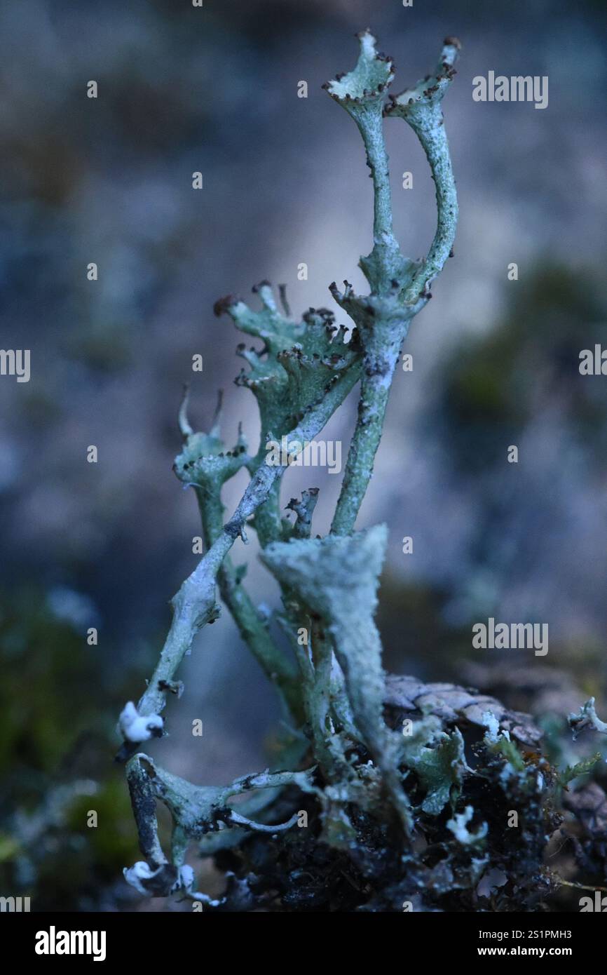 Ladder Lichen (Cladonia verticillata Stock Photo - Alamy