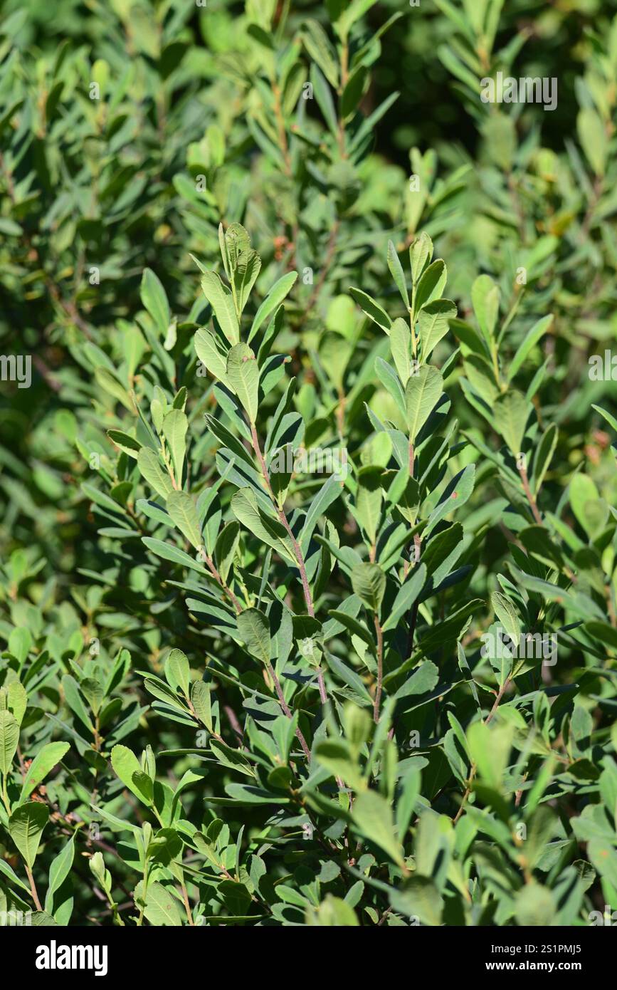 bog myrtle (Myrica gale Stock Photo - Alamy
