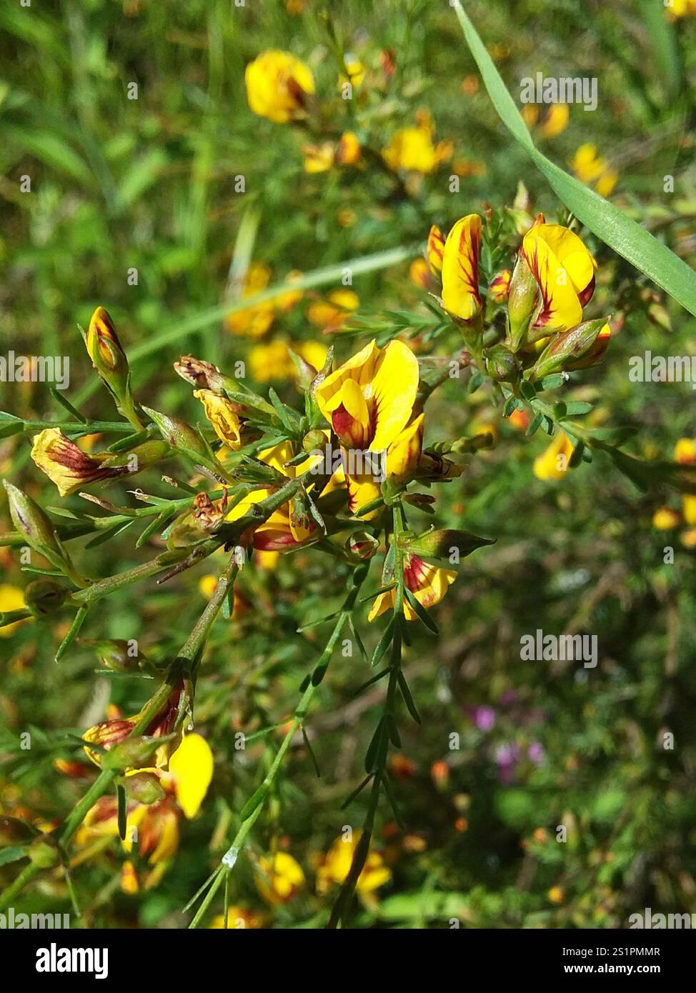 Eutaxia hi-res stock photography and images - Alamy