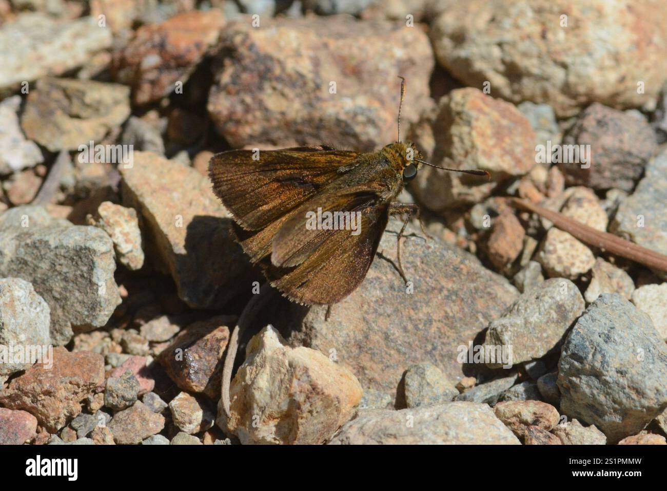 Western Dun Skipper (Euphyes vestris vestris Stock Photo - Alamy