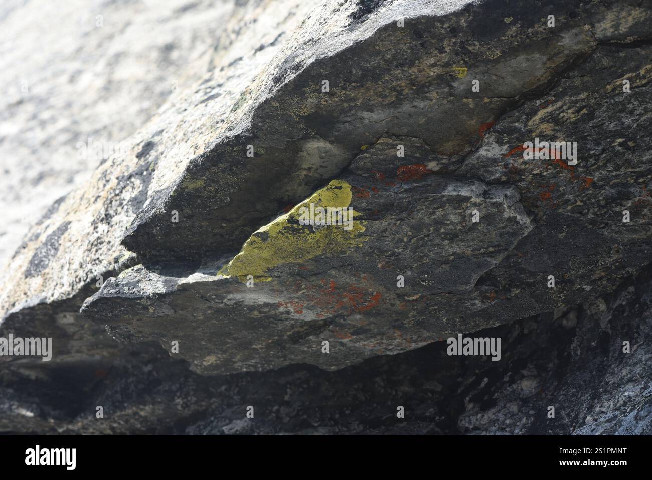 gold cobblestone lichen (Pleopsidium flavum Stock Photo - Alamy