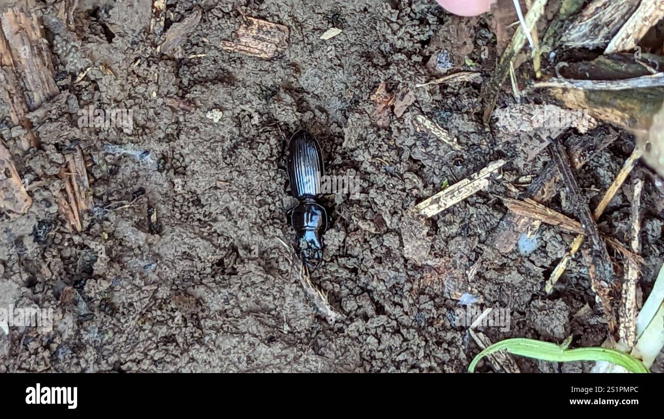 Big-headed Ground Beetle (Scarites subterraneus Stock Photo - Alamy