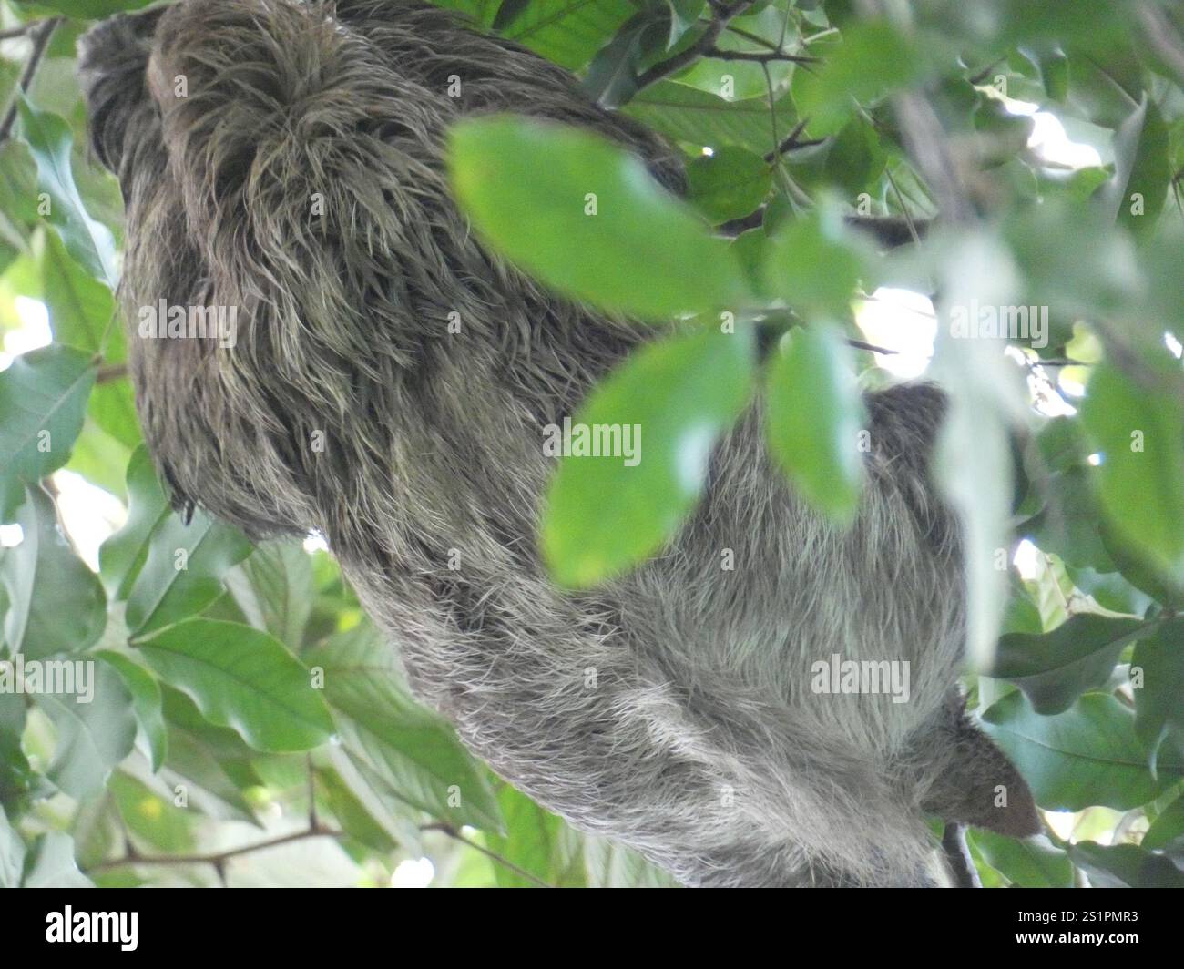 Two-Toed Sloths (Choloepus Stock Photo - Alamy
