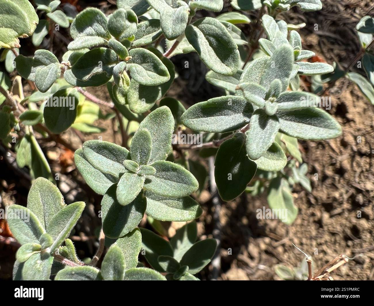 mountain coyote mint (Monardella odoratissima Stock Photo - Alamy