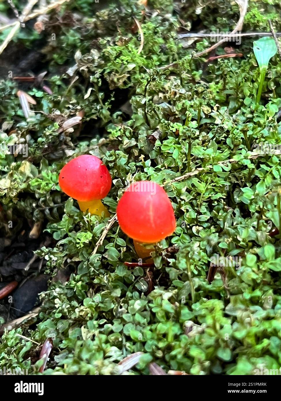 Scarlet Waxy Cap (Hygrocybe coccinea Stock Photo - Alamy