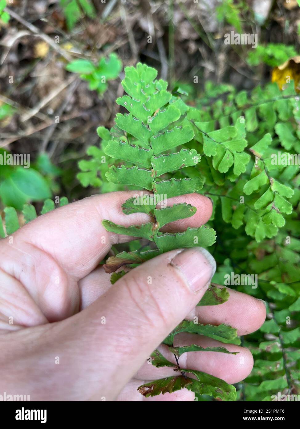 northern maidenhair fern (Adiantum pedatum Stock Photo - Alamy