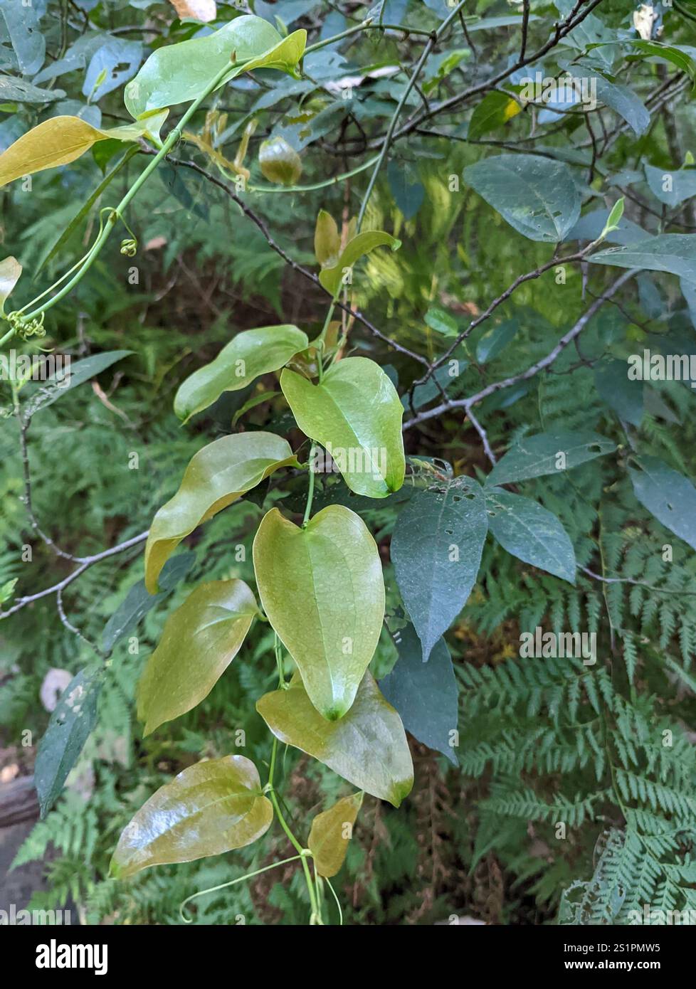 Austral Sarsaparilla (Smilax australis Stock Photo - Alamy