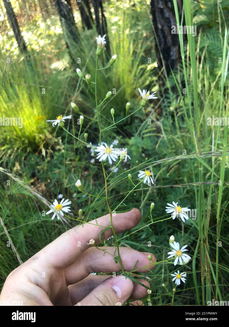 Rice Button Aster (Symphyotrichum dumosum dumosum Stock Photo - Alamy