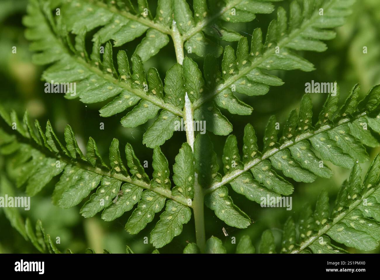 lady fern (Athyrium filix-femina Stock Photo - Alamy