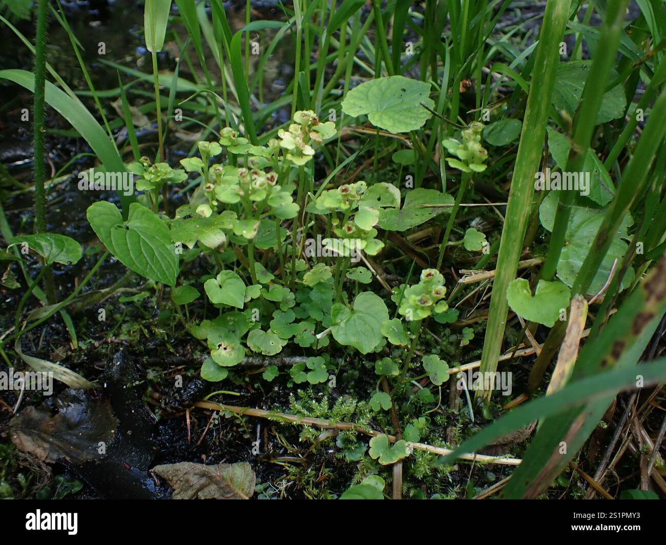 northern golden-saxifrage (Chrysosplenium tetrandrum Stock Photo - Alamy