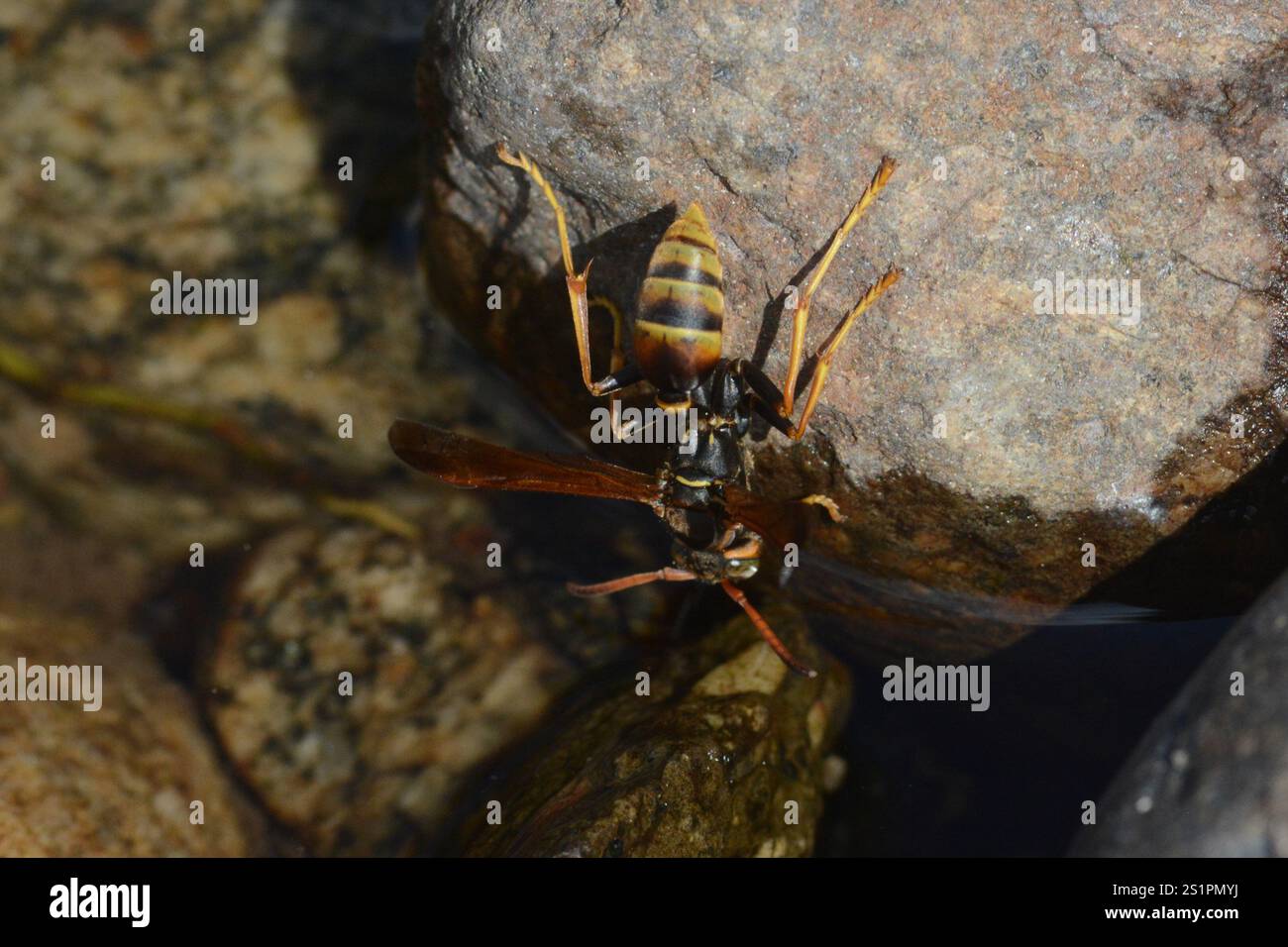 Western Paper Wasp (Mischocyttarus flavitarsis Stock Photo - Alamy