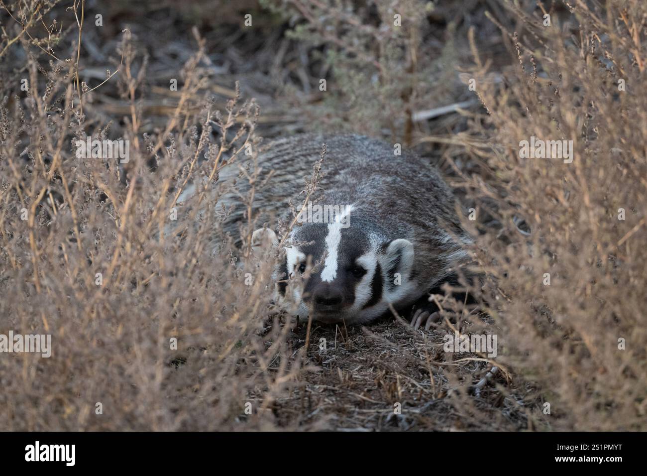 American Badger (Taxidea taxus Stock Photo - Alamy