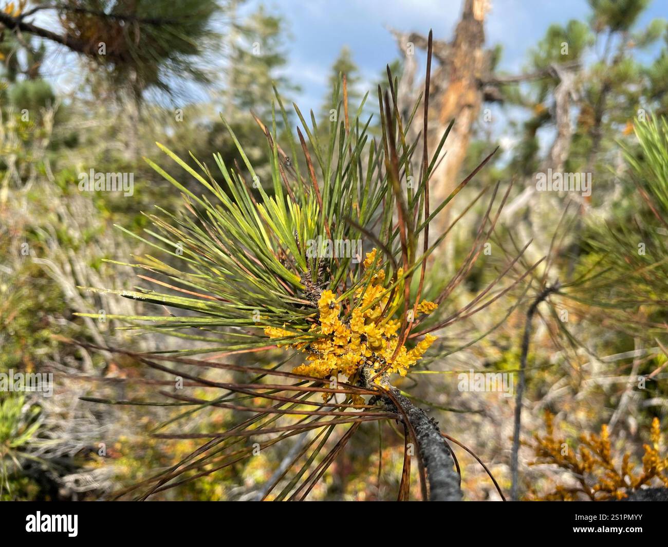 Western Dwarf-Mistletoe (Arceuthobium campylopodum Stock Photo - Alamy