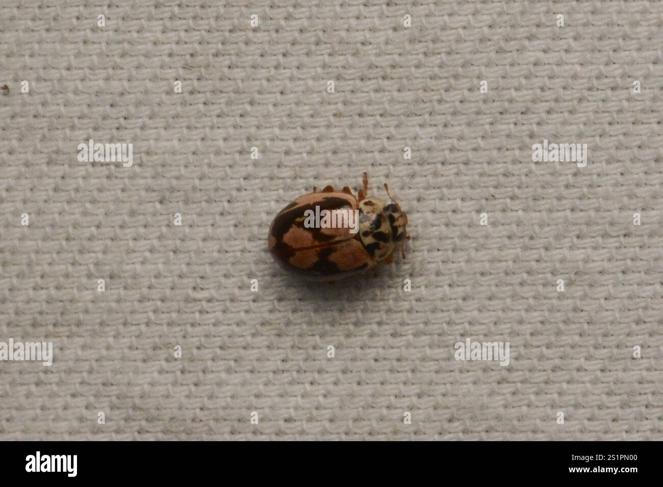 Painted Ladybird (Mulsantina picta Stock Photo - Alamy
