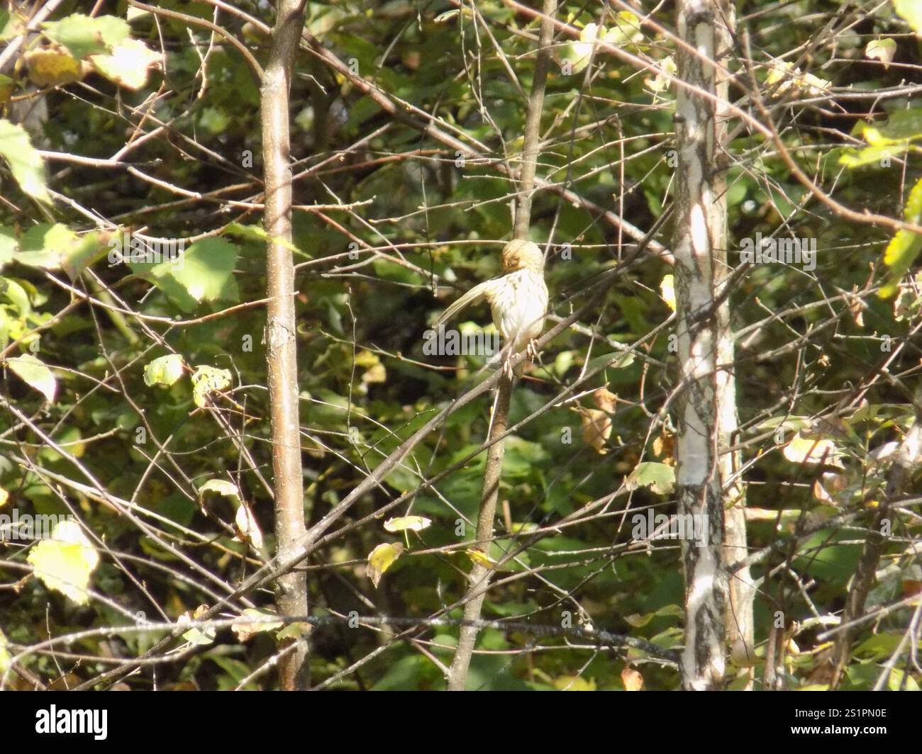 Tree Pipit (Anthus trivialis Stock Photo - Alamy