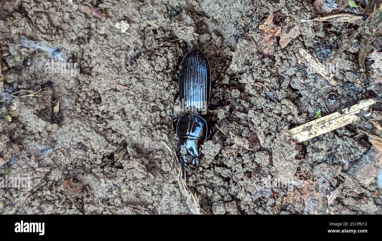 Big-headed Ground Beetle (Scarites subterraneus Stock Photo - Alamy