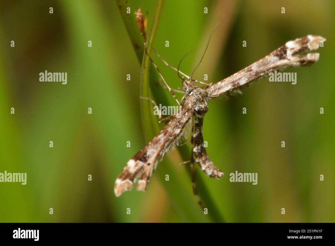 Plume Moths (Pterophoridae Stock Photo - Alamy