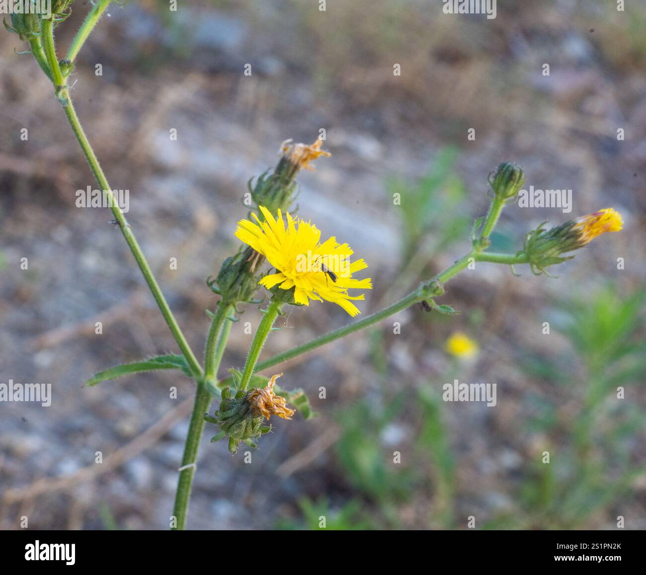 Lettuce, Chicory, Dandelion and Salsify Tribe (Cichorieae Stock Photo ...