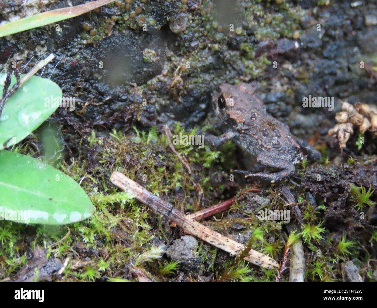 Western Toad (Anaxyrus boreas Stock Photo - Alamy