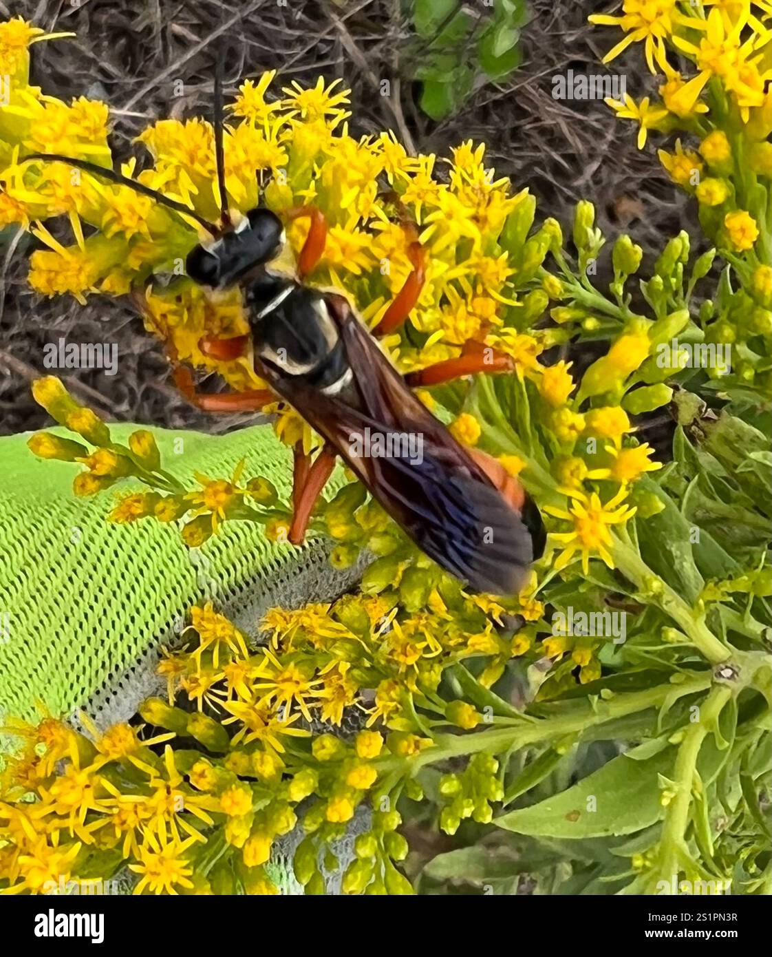Great Golden Digger Wasp (Sphex ichneumoneus Stock Photo - Alamy