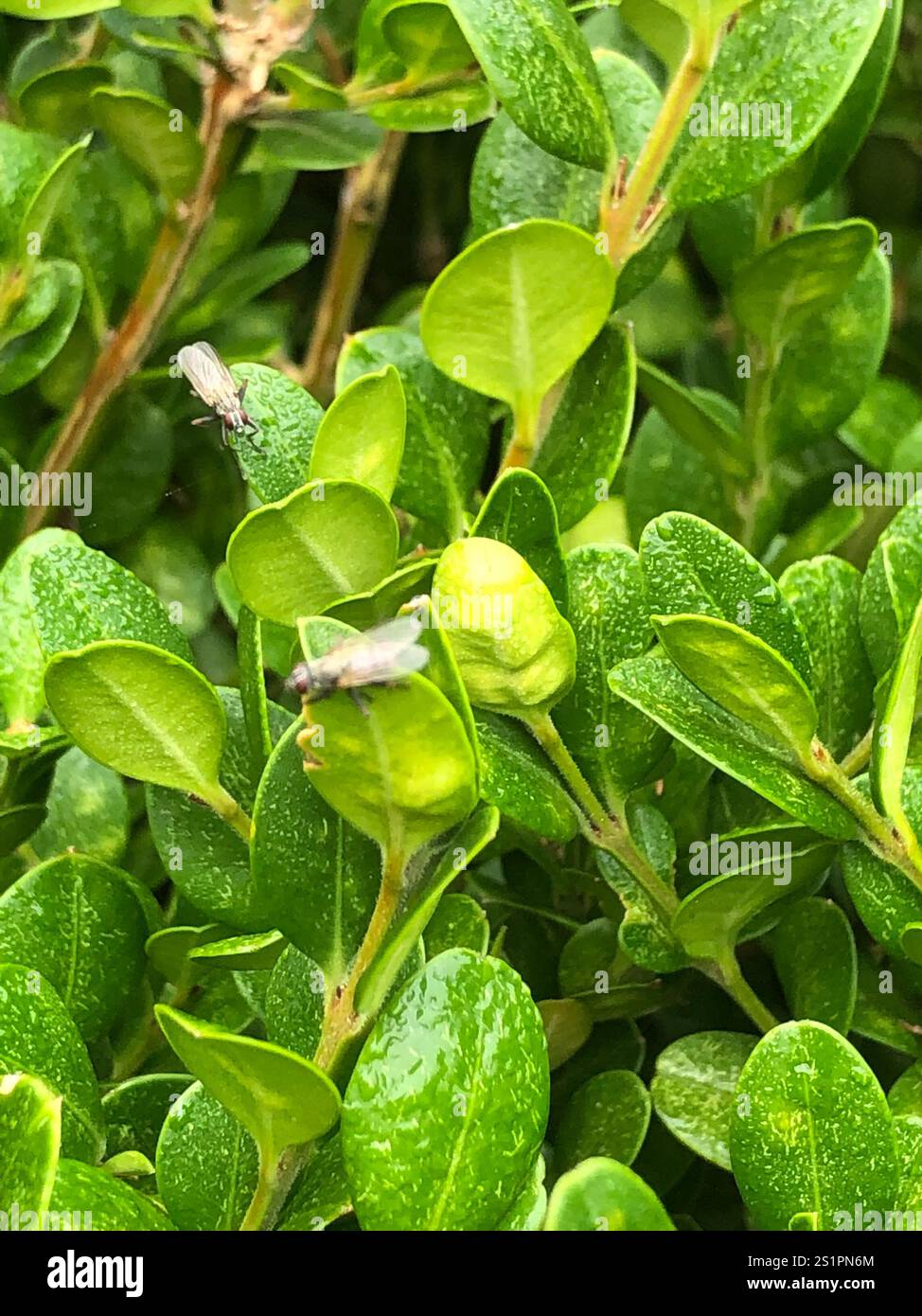 Common Tiger Fly (Coenosia tigrina Stock Photo - Alamy