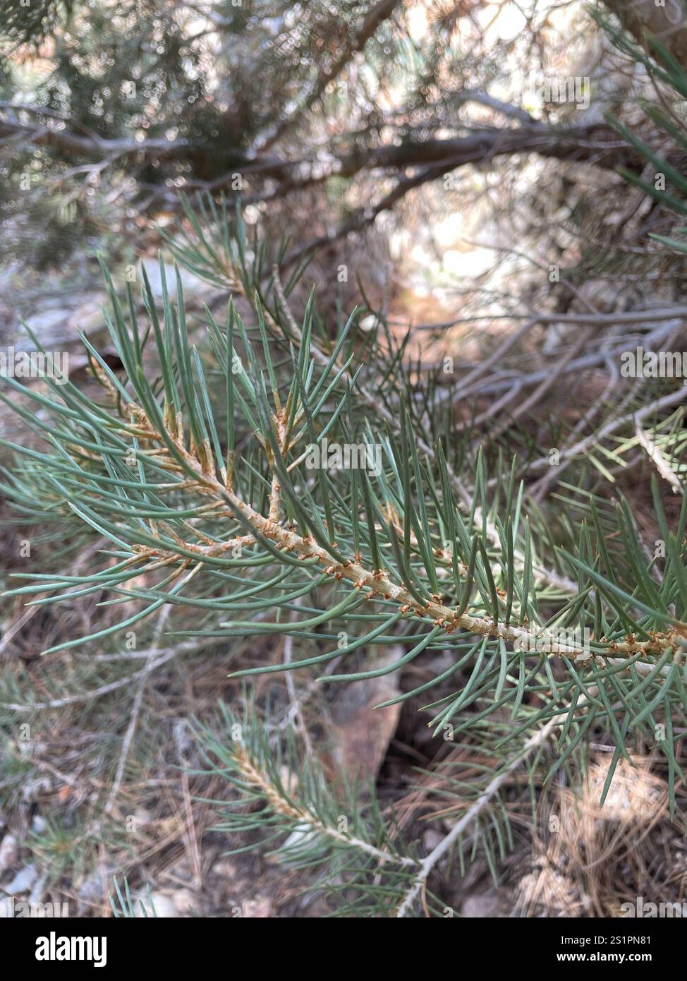 singleleaf pinyon (Pinus monophylla Stock Photo - Alamy