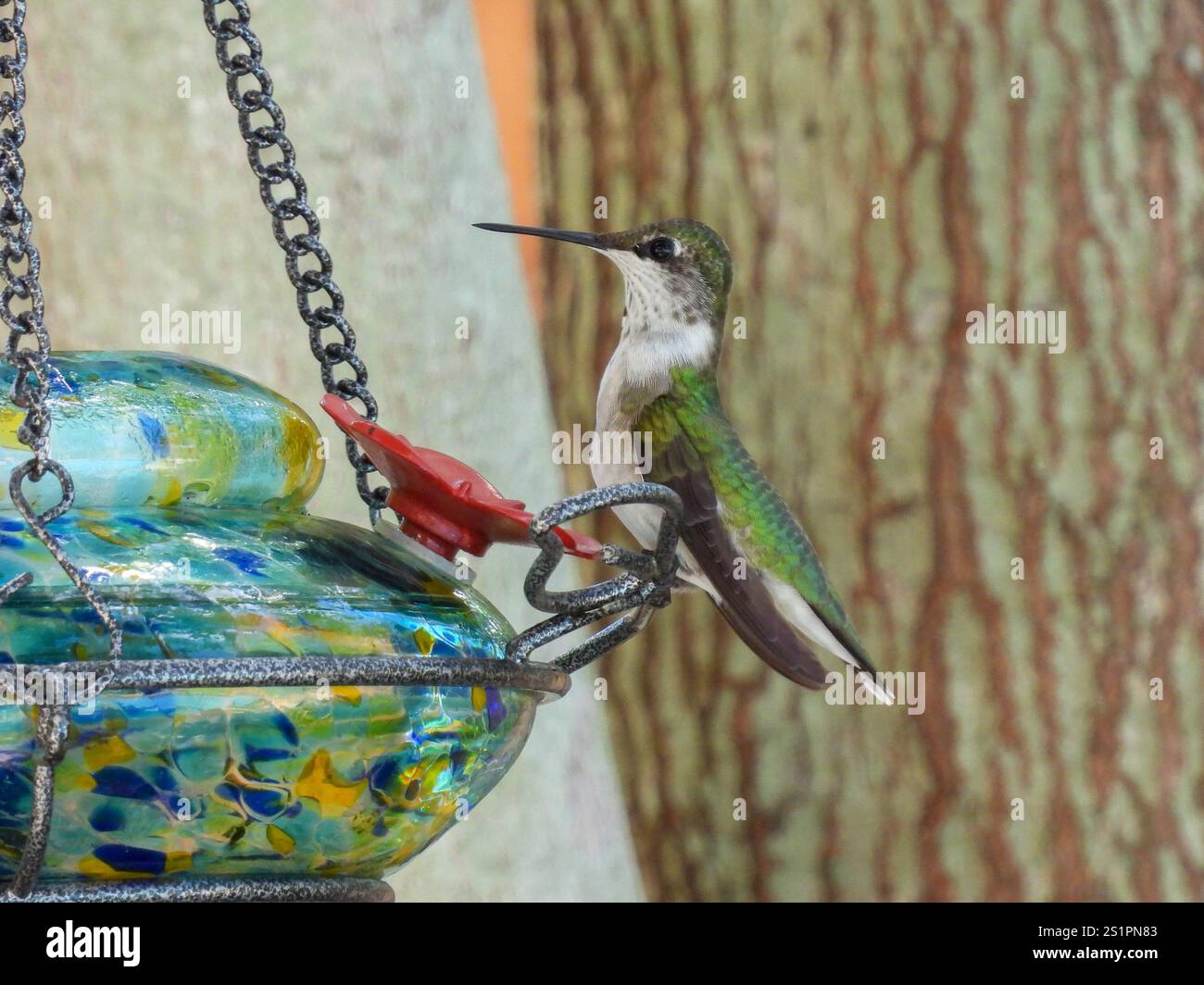 Ruby-throated Hummingbird (Archilochus colubris Stock Photo - Alamy