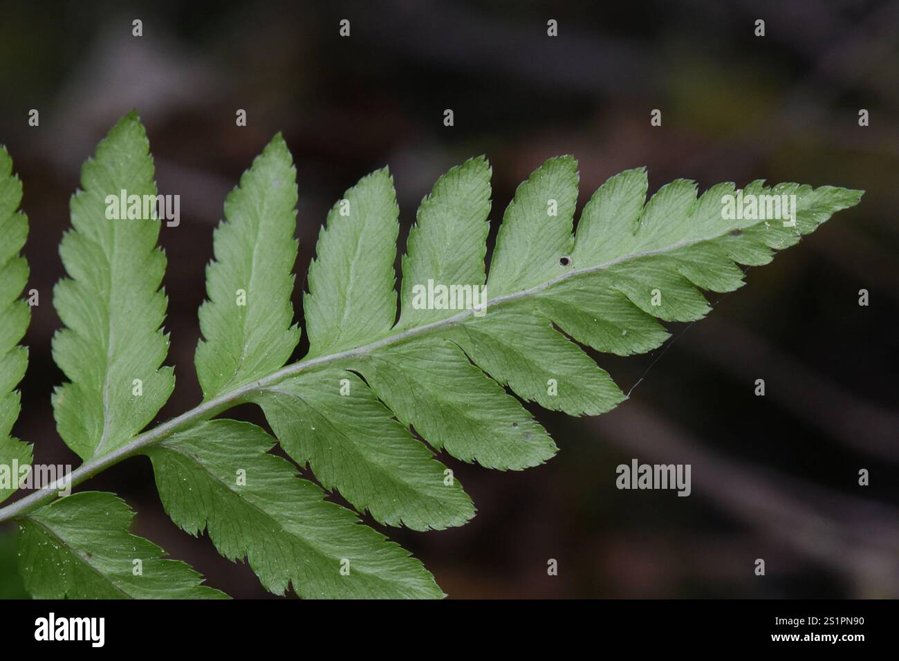 crested wood fern (Dryopteris cristata Stock Photo - Alamy