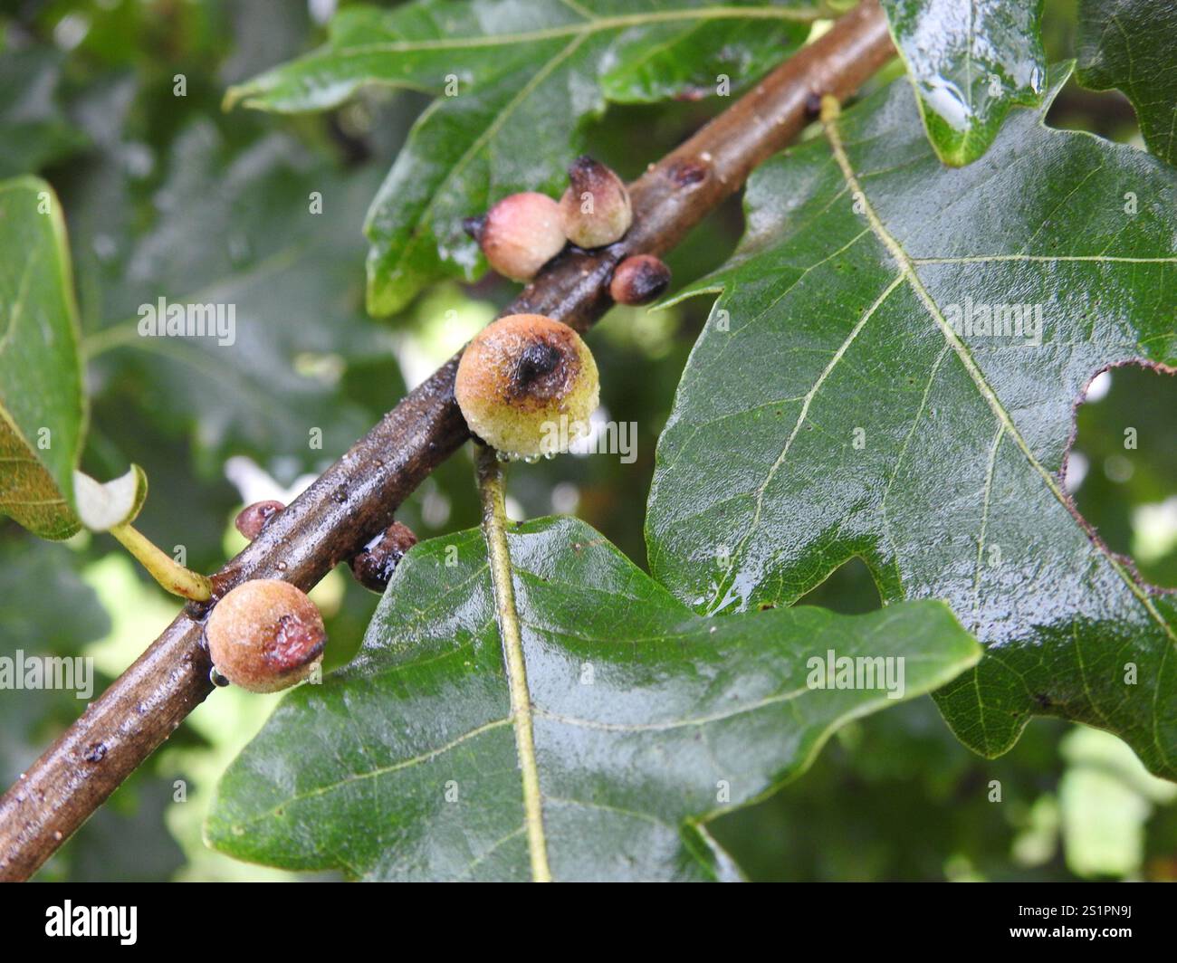 Oak Rough Bulletgall Wasp (Disholcaspis quercusmamma Stock Photo - Alamy