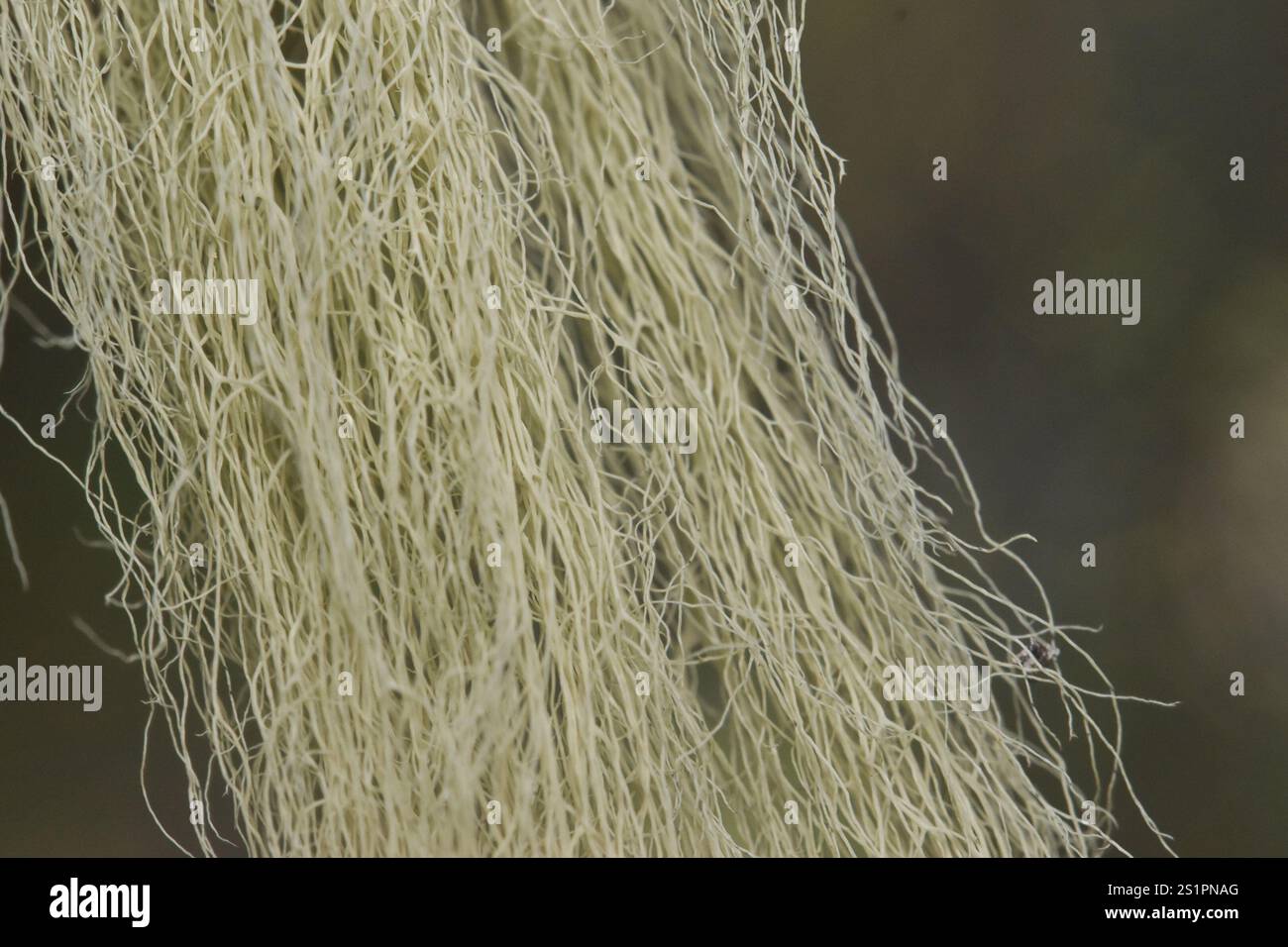 Witch's Hair Lichens (Alectoria Stock Photo - Alamy