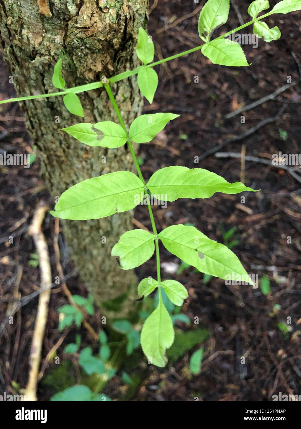 black ash (Fraxinus nigra Stock Photo - Alamy