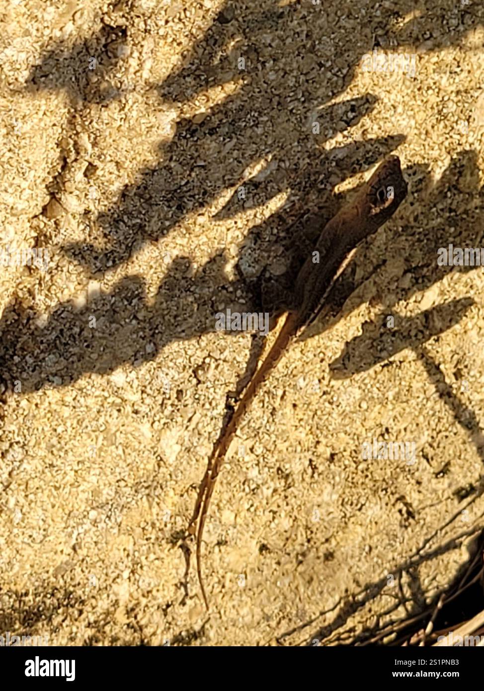 Brown Anole (Anolis sagrei Stock Photo - Alamy
