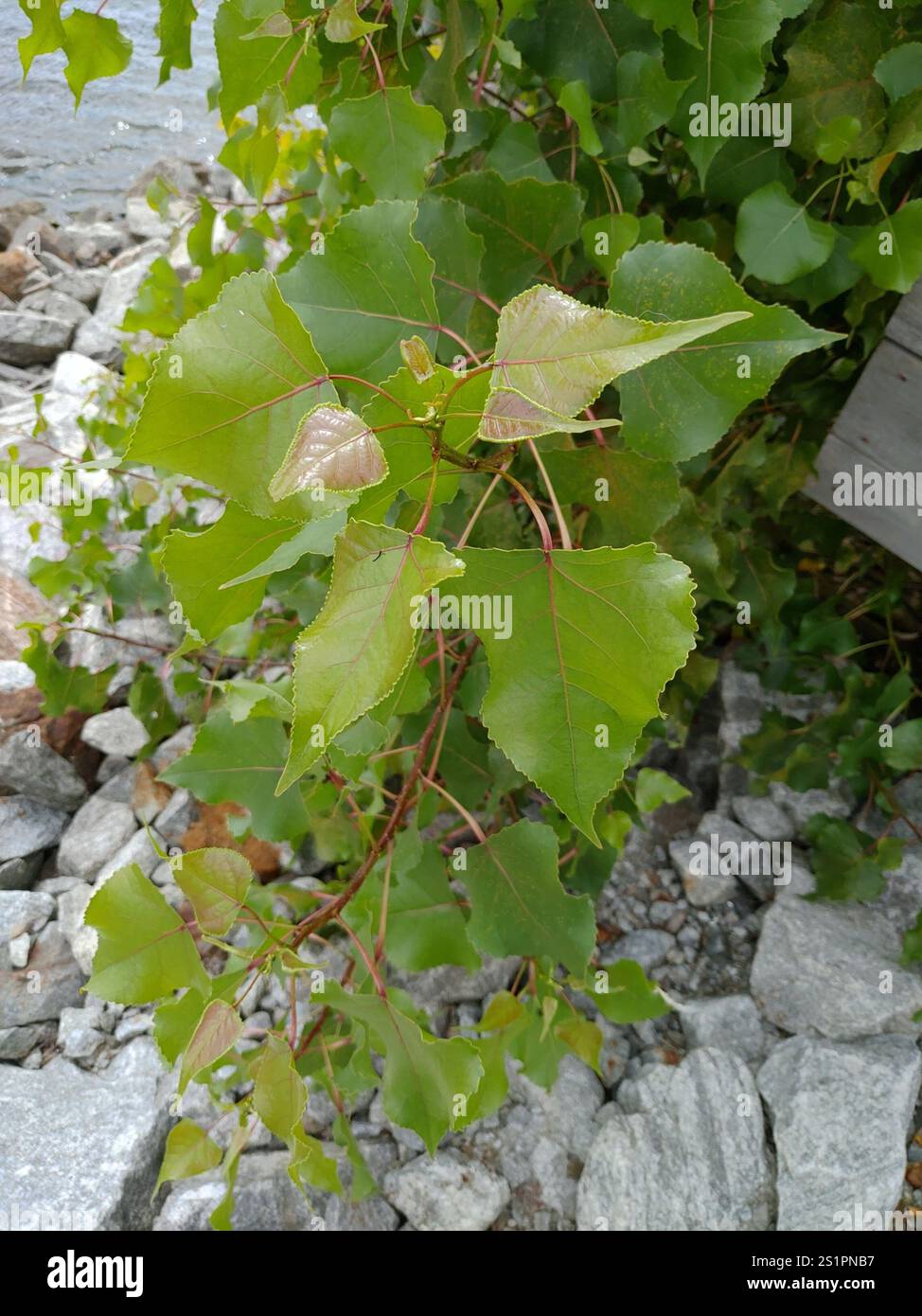 Broad-Leaved Poplar (Populus deltoides deltoides Stock Photo - Alamy