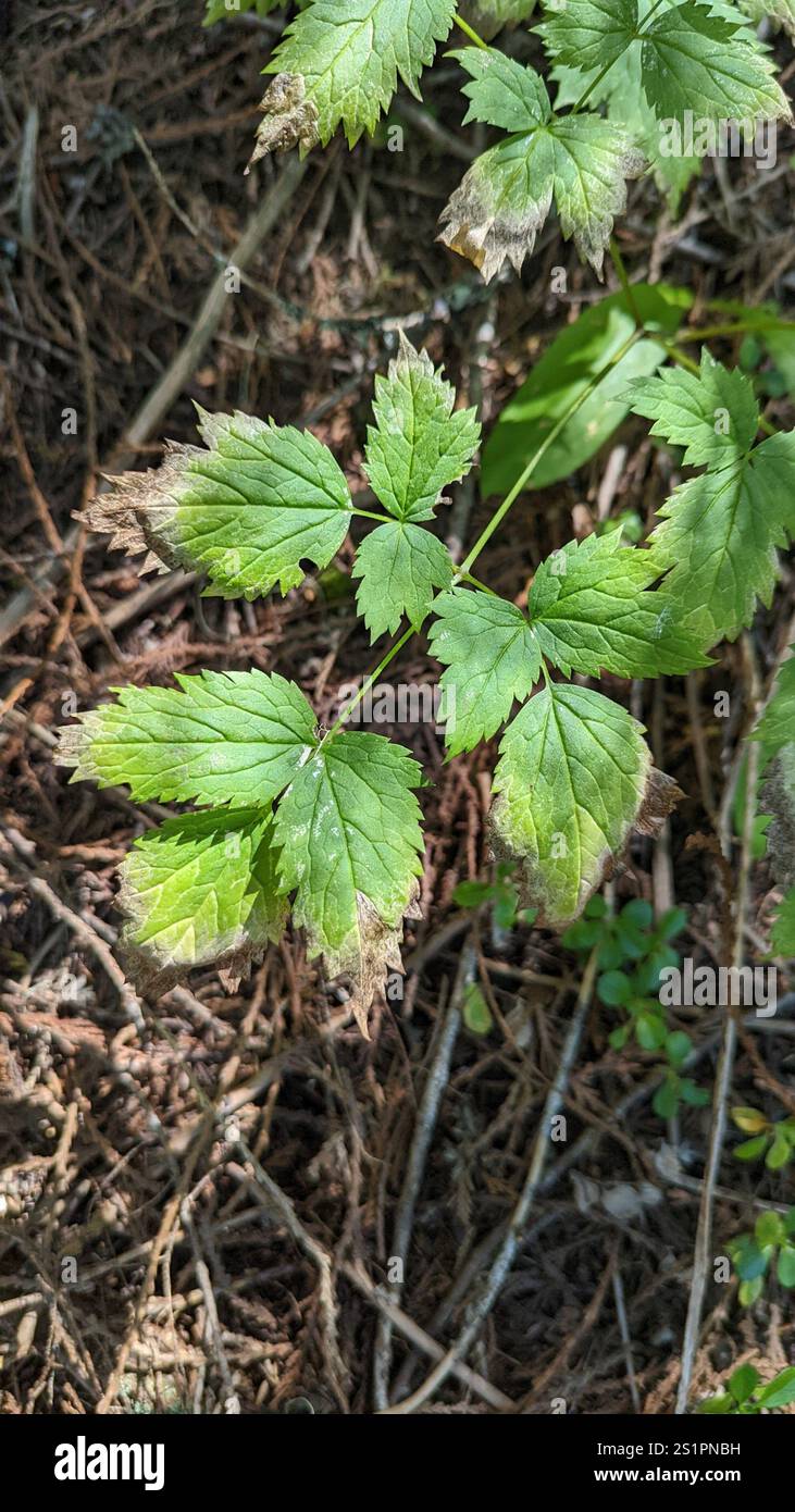 red baneberry (Actaea rubra Stock Photo - Alamy