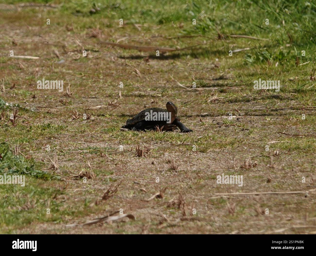 Eastern Snake-necked Turtle (Chelodina longicollis Stock Photo - Alamy