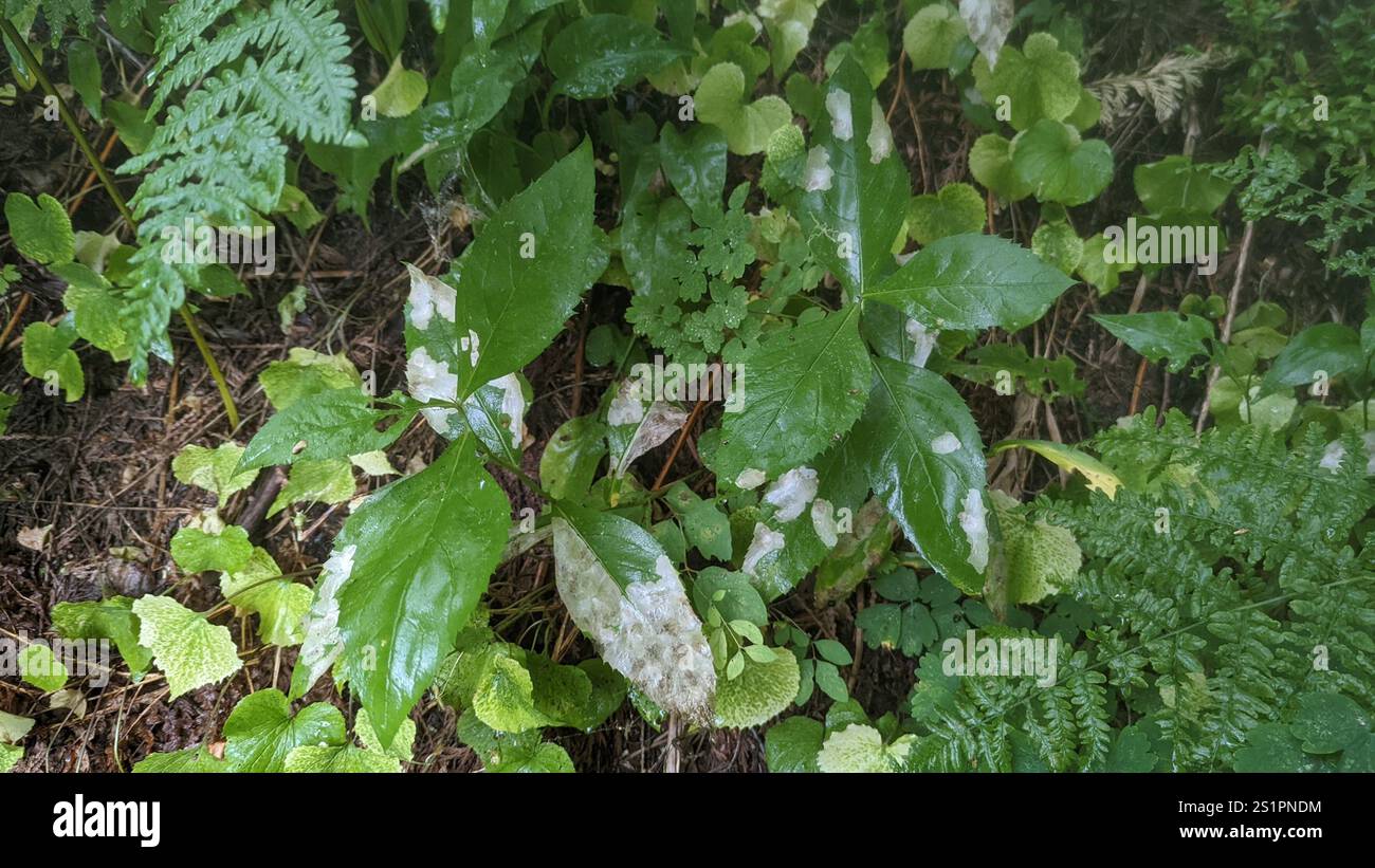 Showy Aster (Eurybia conspicua Stock Photo - Alamy