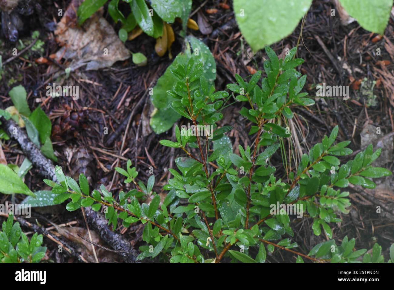 Oregon Boxwood (Paxistima myrsinites Stock Photo - Alamy