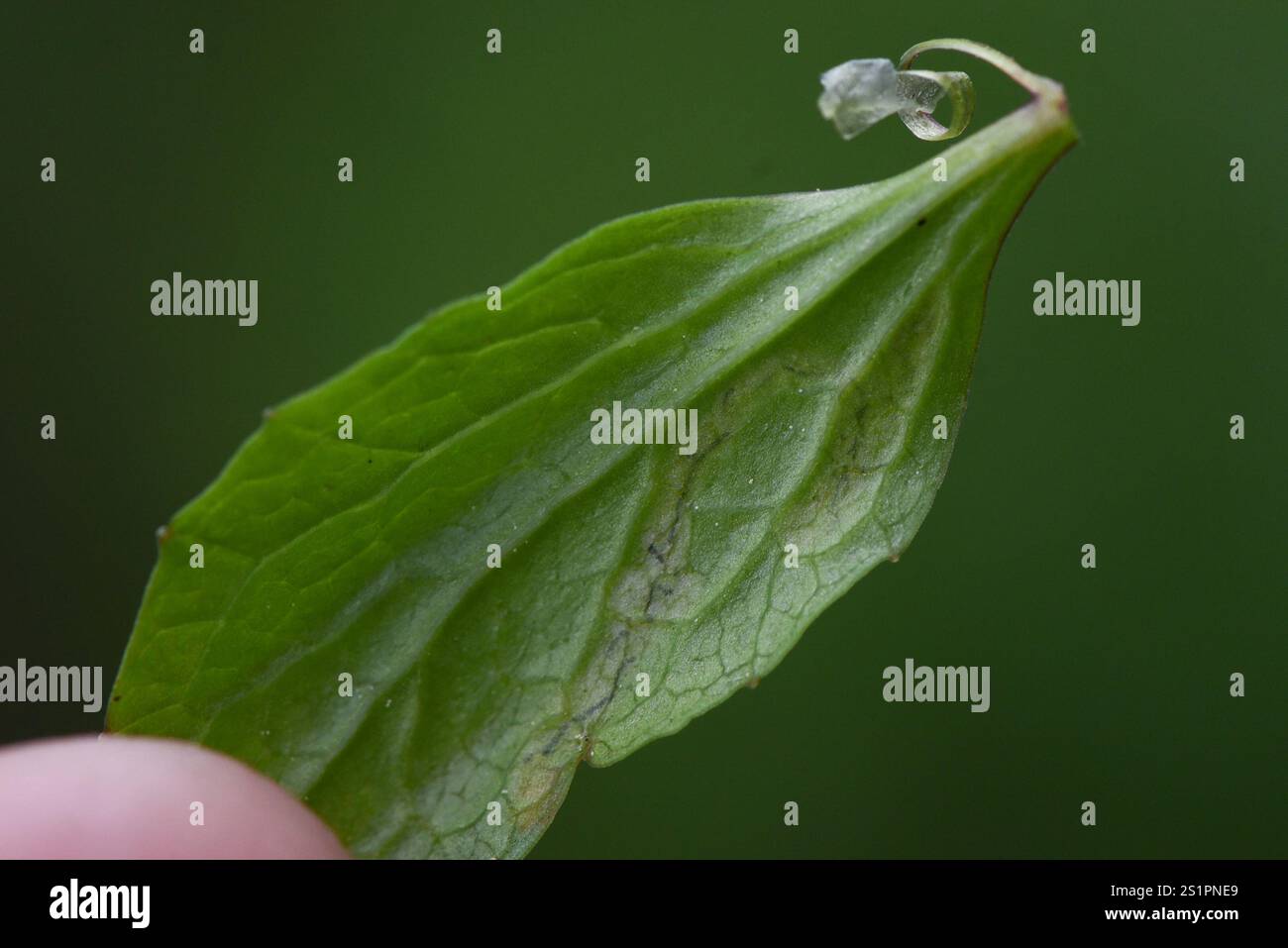 Winged and Once-winged Insects (Pterygota Stock Photo - Alamy