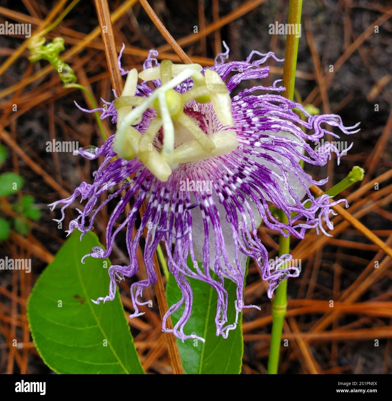 purple passionflower (Passiflora incarnata Stock Photo - Alamy