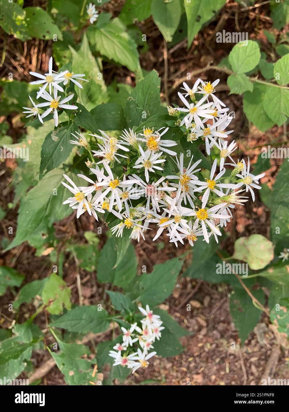 wood asters (Eurybia Stock Photo - Alamy